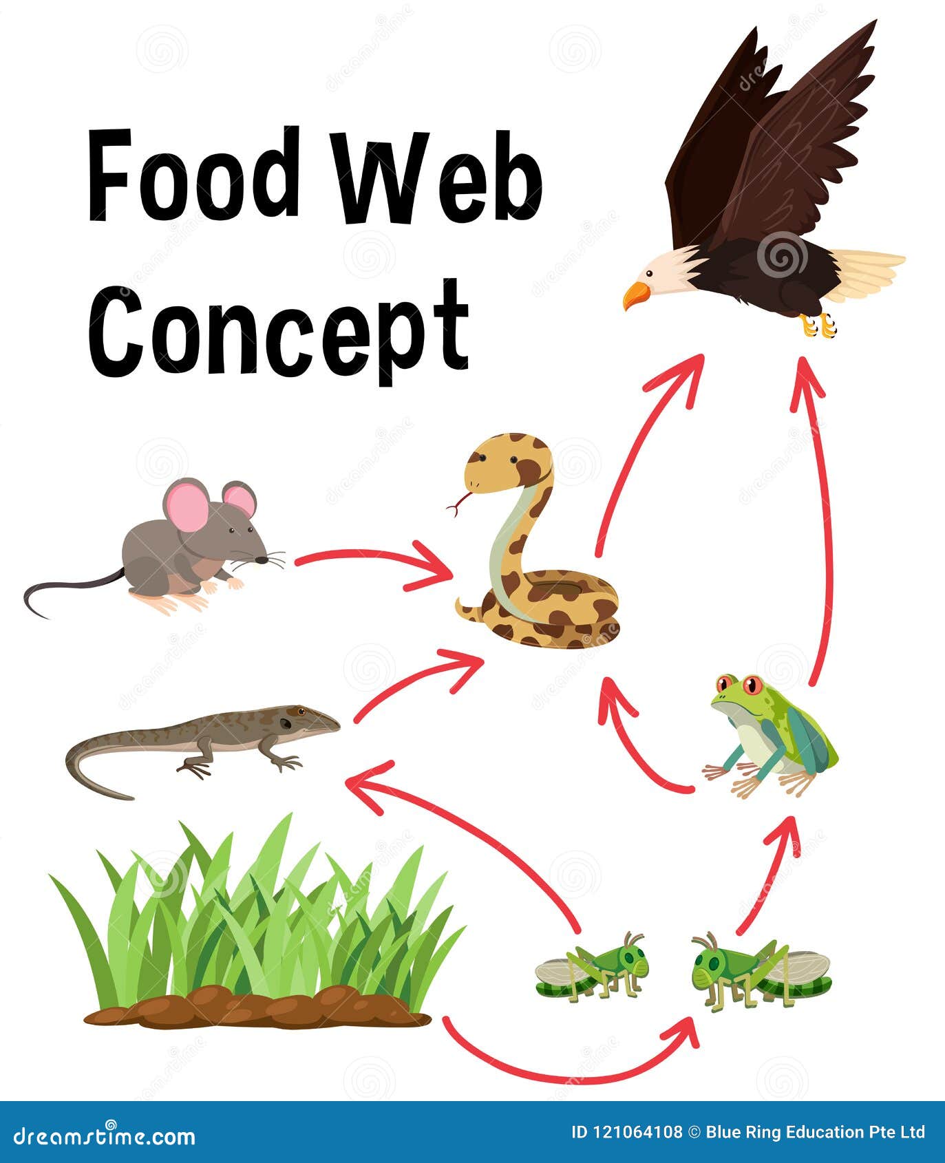Concetto Della Catena Alimentare Di Scienza Illustrazione Vettoriale ...