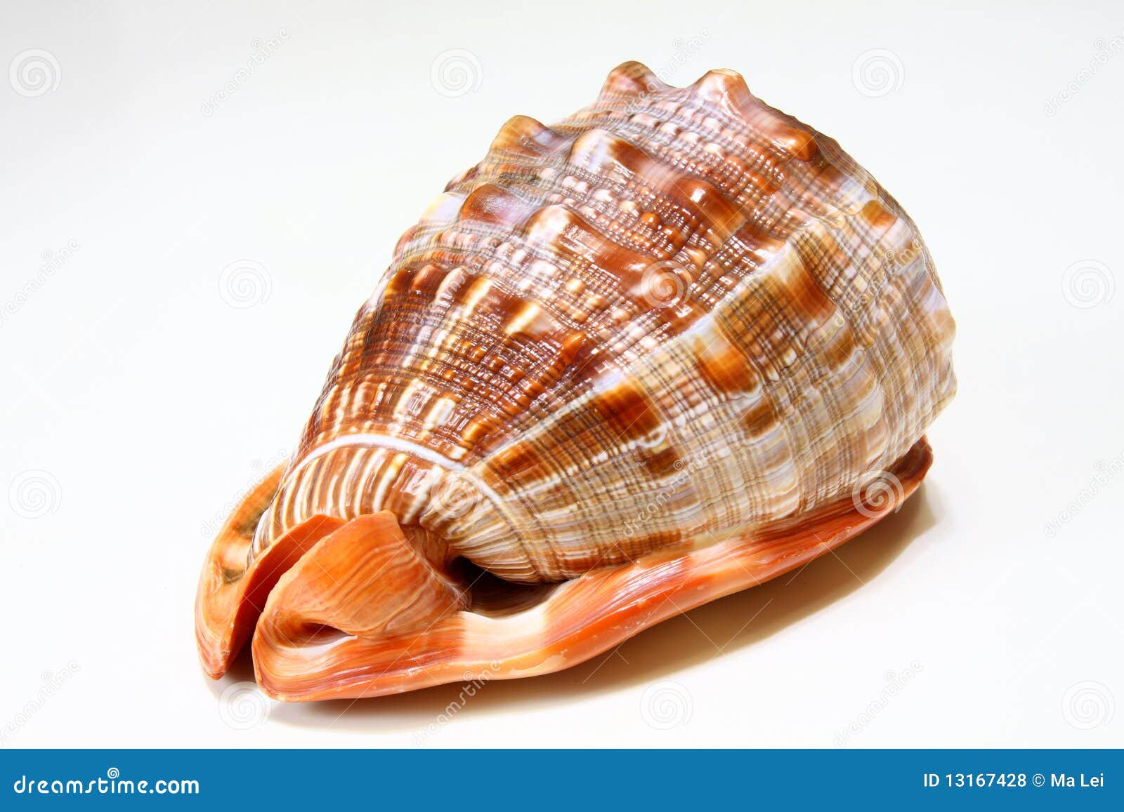 Conch stock photo. Image of curved, lines, bright, tail - 13167428