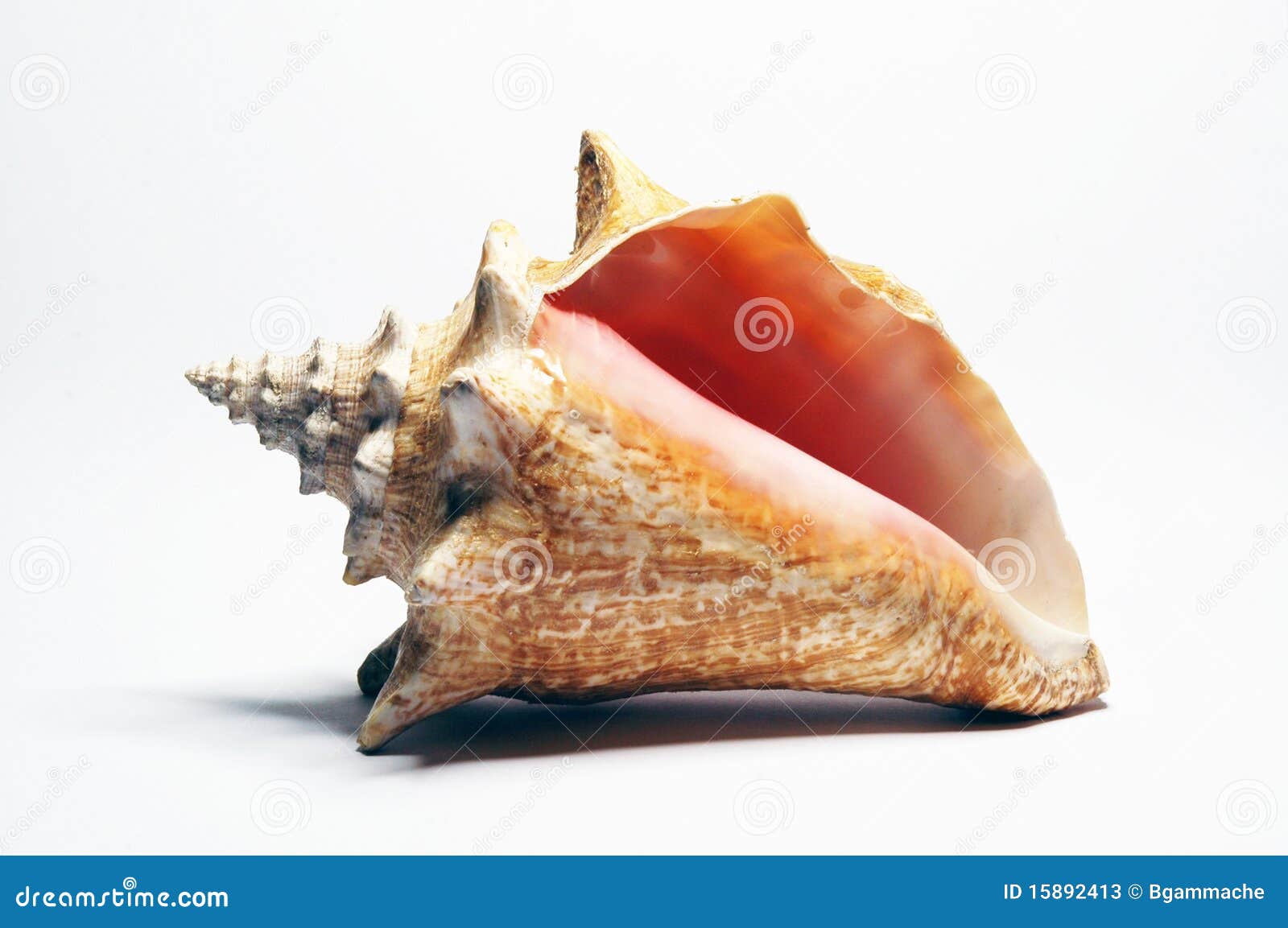 Conch stock image. Image of beauty, background, macro - 15892413