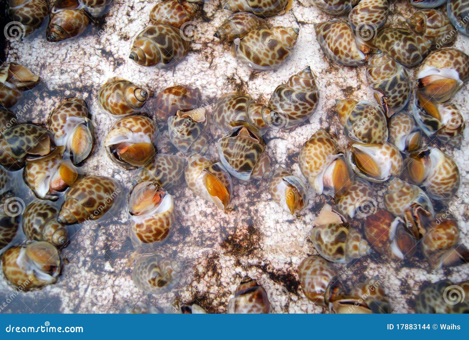 Conch stock photo. Image of comfortable, pattern, pleasant - 17883144