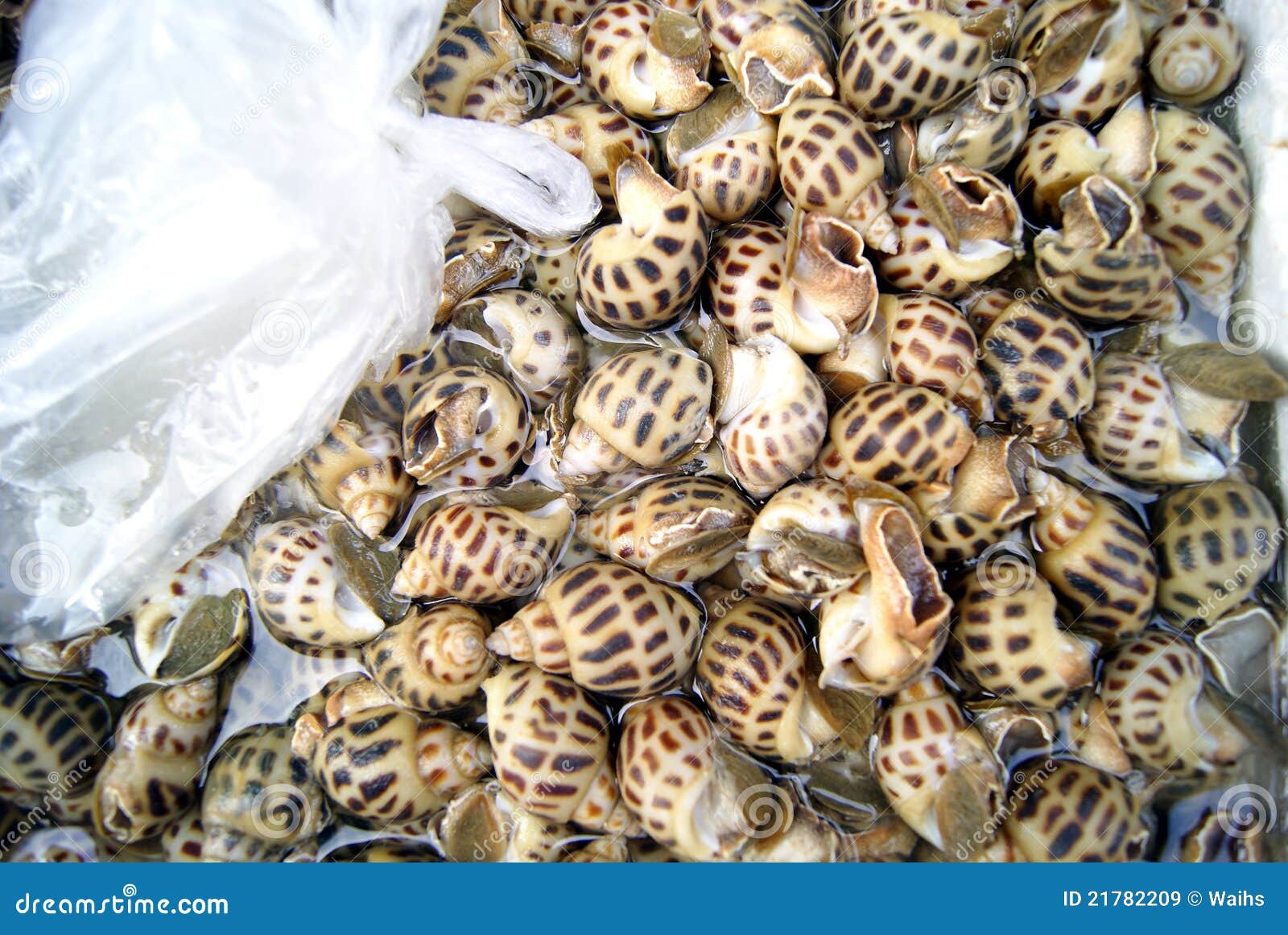 Conch stock image. Image of delicious, seafood, biology - 21782209