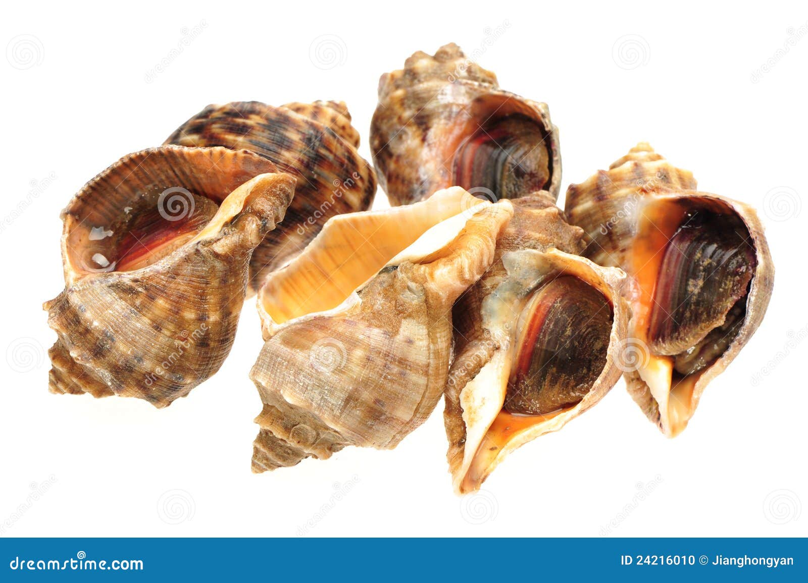 Conch stock photo. Image of food, fresh, live, water - 24216010