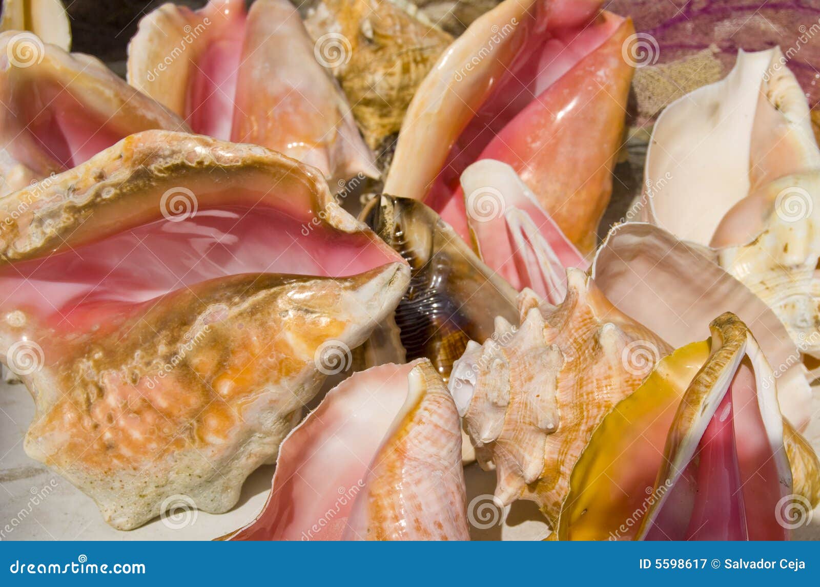 Conch stock image. Image of pacific, pink, marine, conk - 5598617