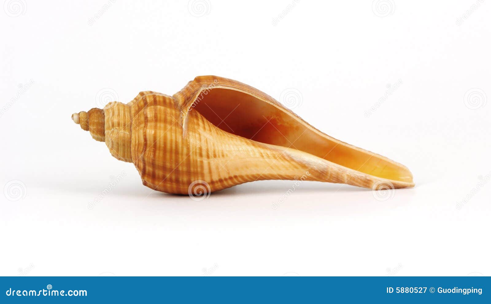 Conch Shell Of Predatory Sea Snail. Conus Tessulatus From Family MARINE ...
