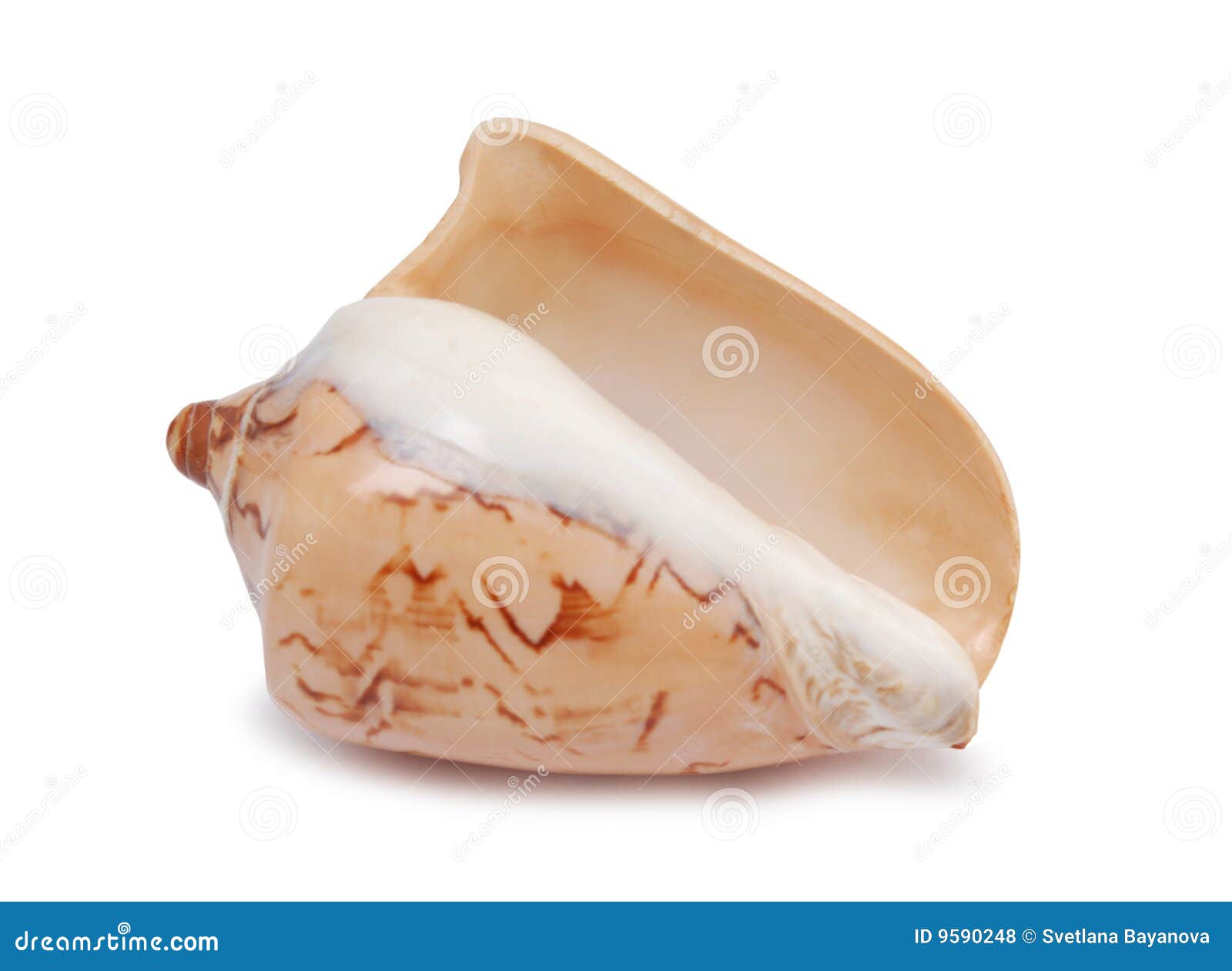 Conch stock photo. Image of seashell, isolated, tropical - 9590248