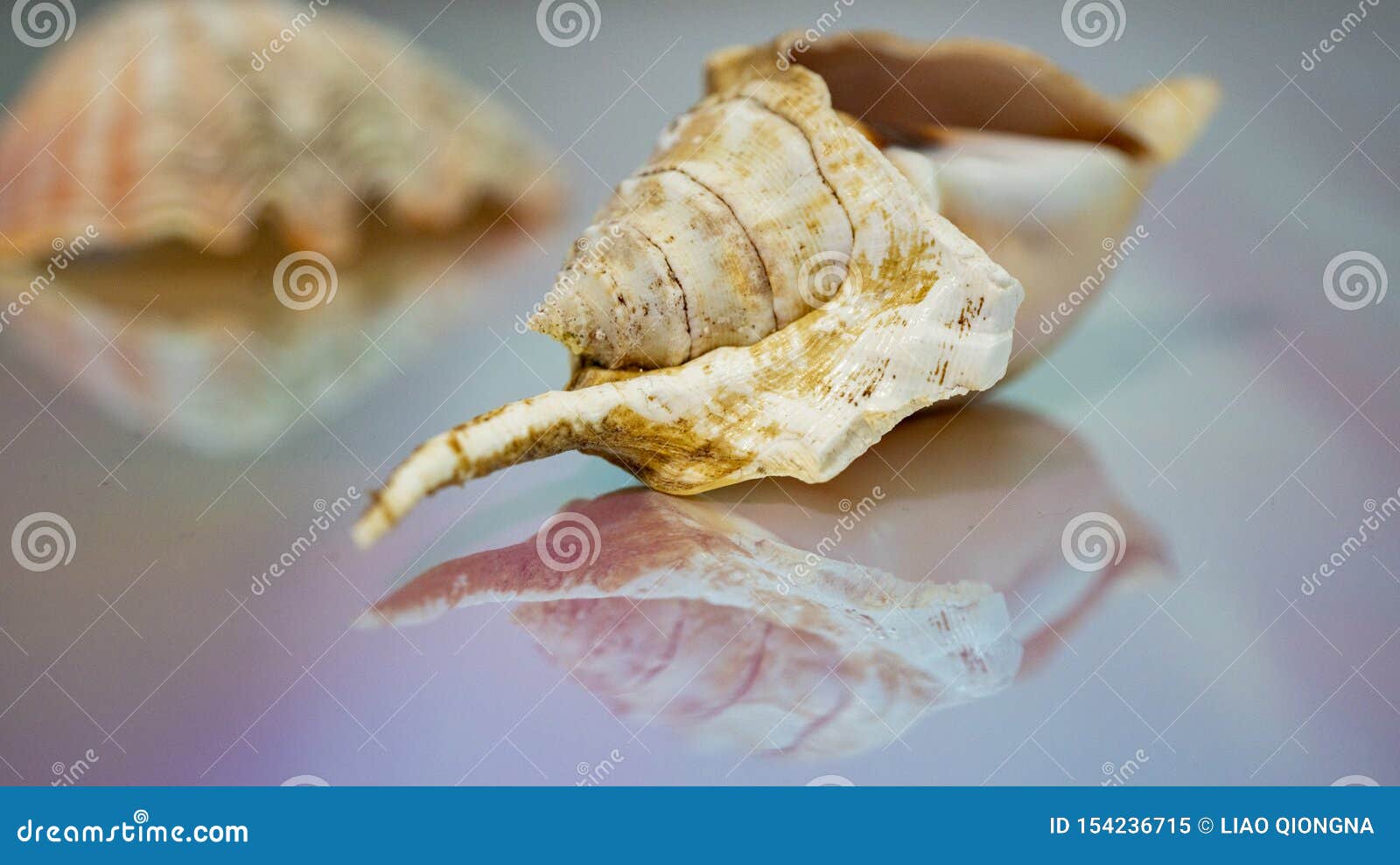 The Conch Against Magic Color Background. with the Shell in the ...