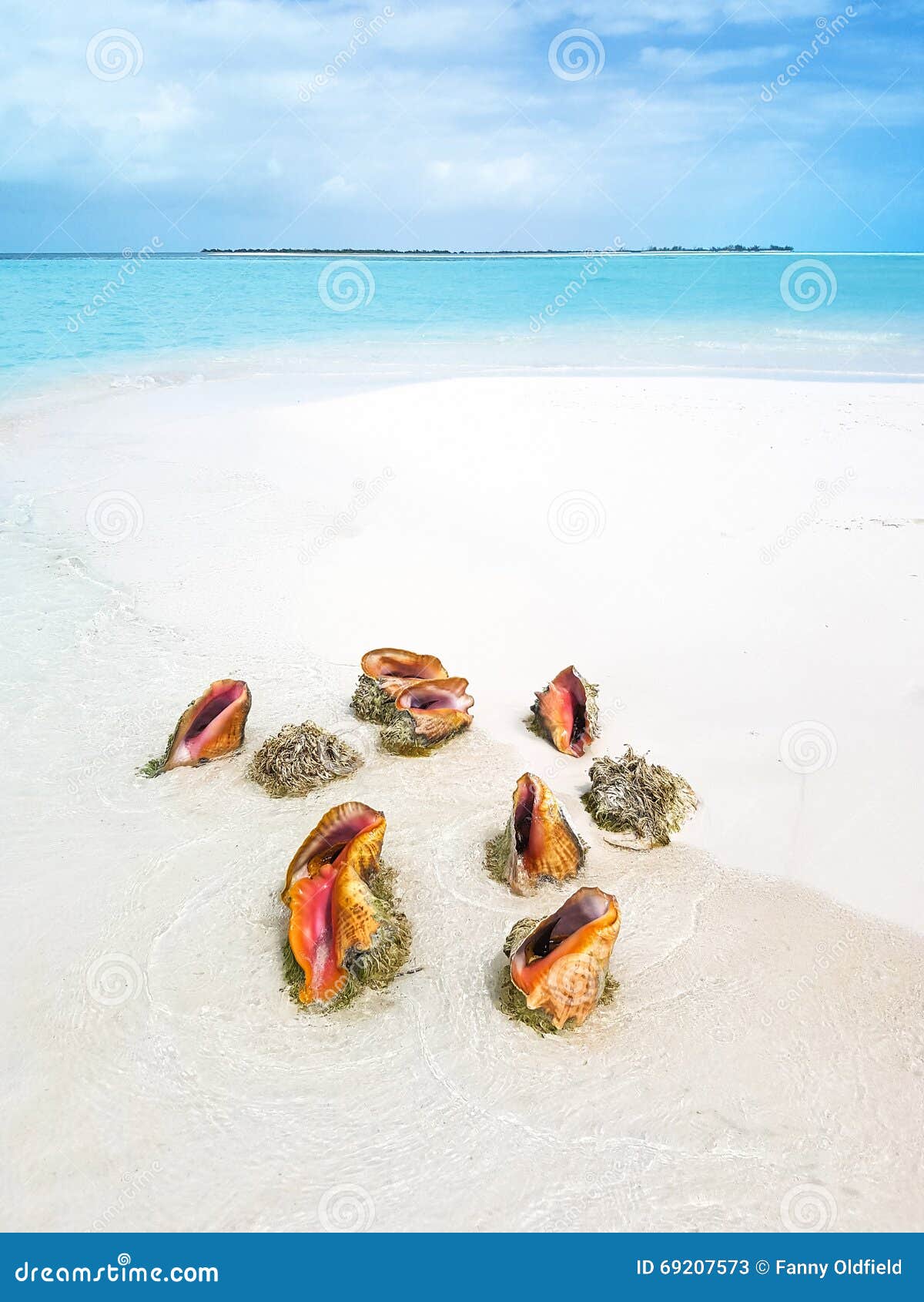 Conch on the beach stock image. Image of souvenir, coast - 69207573