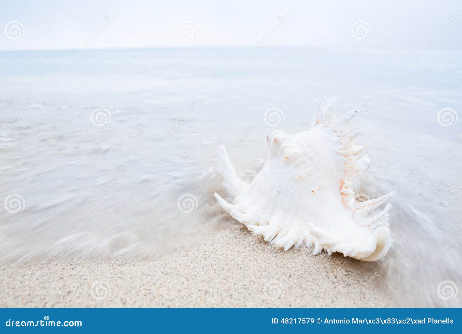 Conch On The Beach With Pastel Colours Stock Image | CartoonDealer.com ...