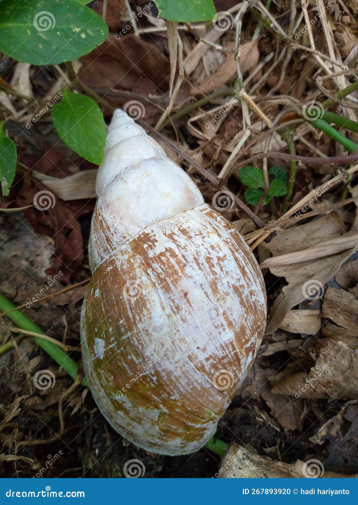 A Conch and a Big Hard Shell Stock Photo - Image of large, shell: 267893920