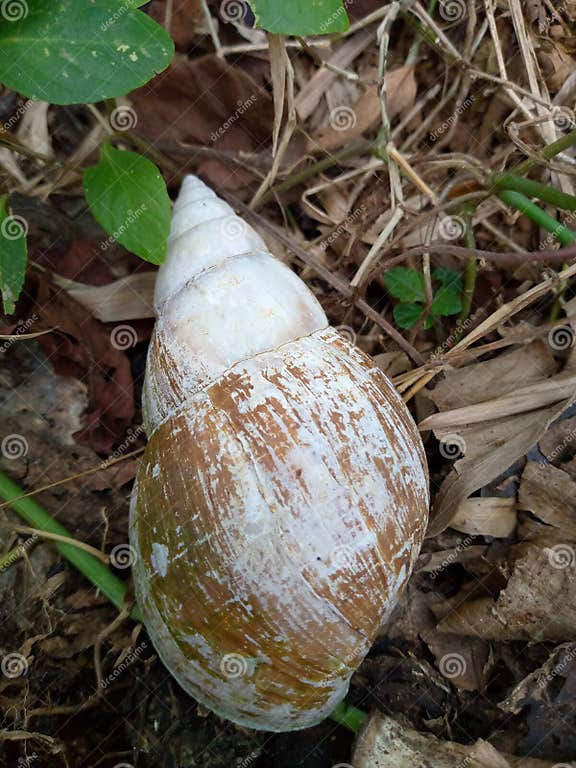A Conch and a Big Hard Shell Stock Photo - Image of large, shell: 267893920