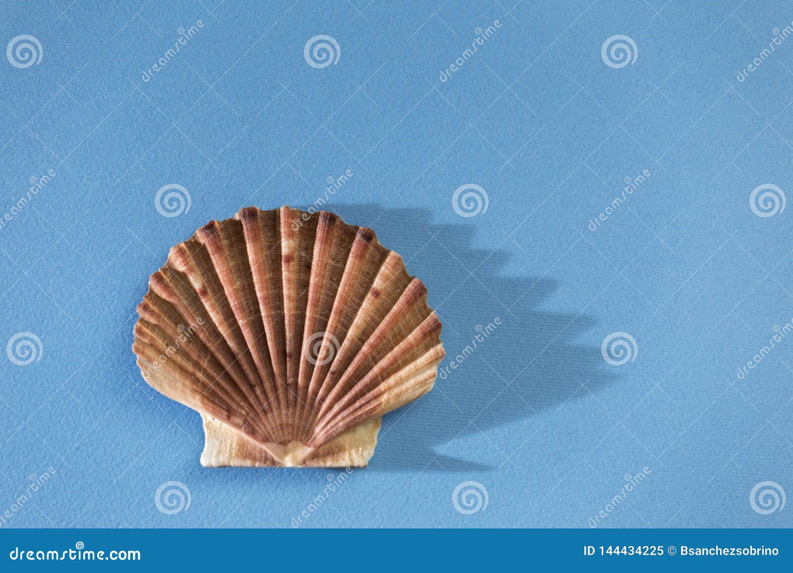 Conch on blue background stock image. Image of summer - 144434225