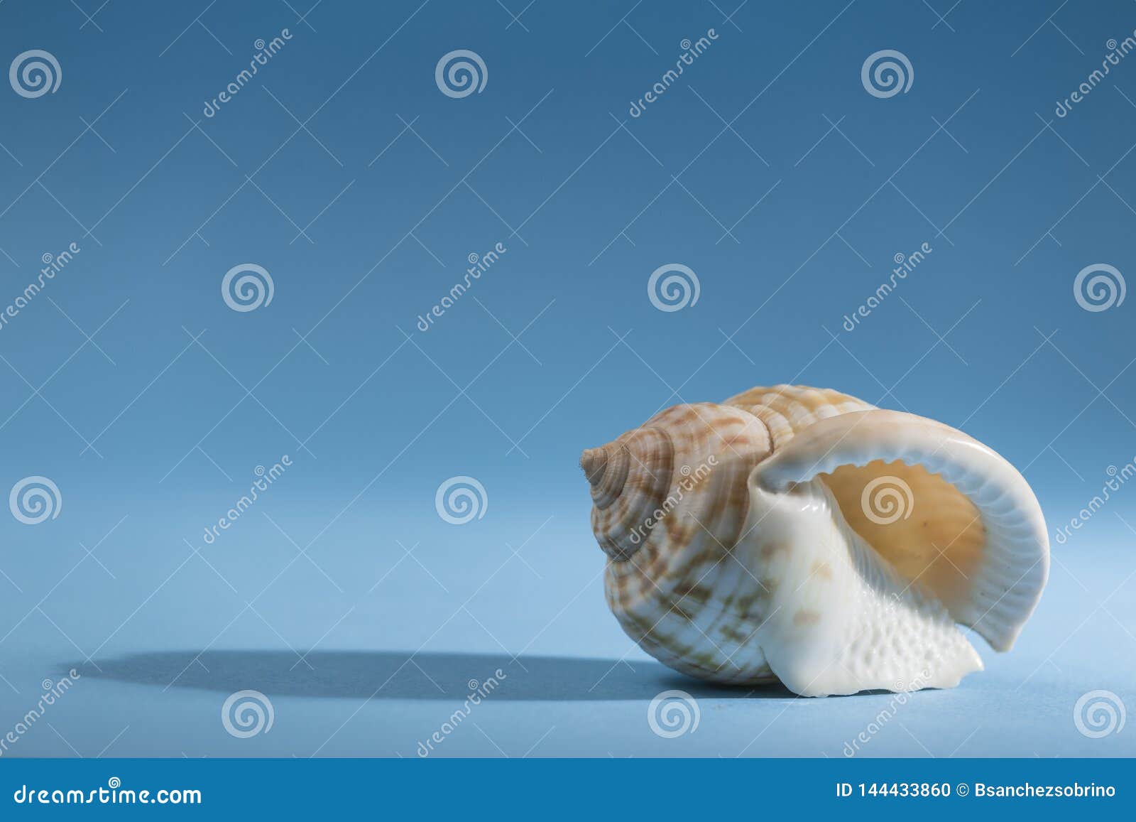 Conch on blue background stock photo. Image of vacation - 144433860