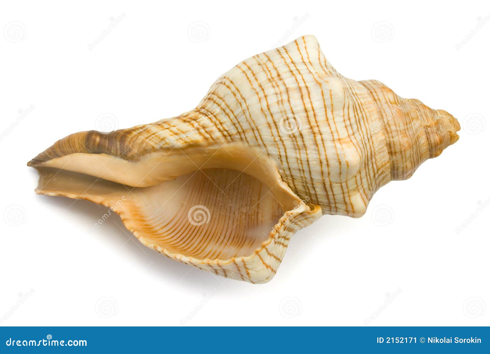 Conch, close-up stock image. Image of silence, sharp, queen - 2152171