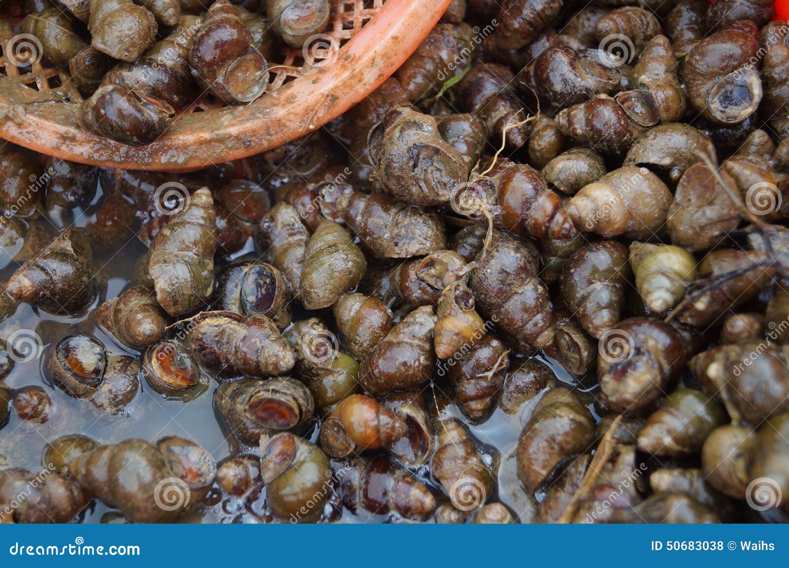 Conch stock photo. Image of biology, objects, close, still - 50683038