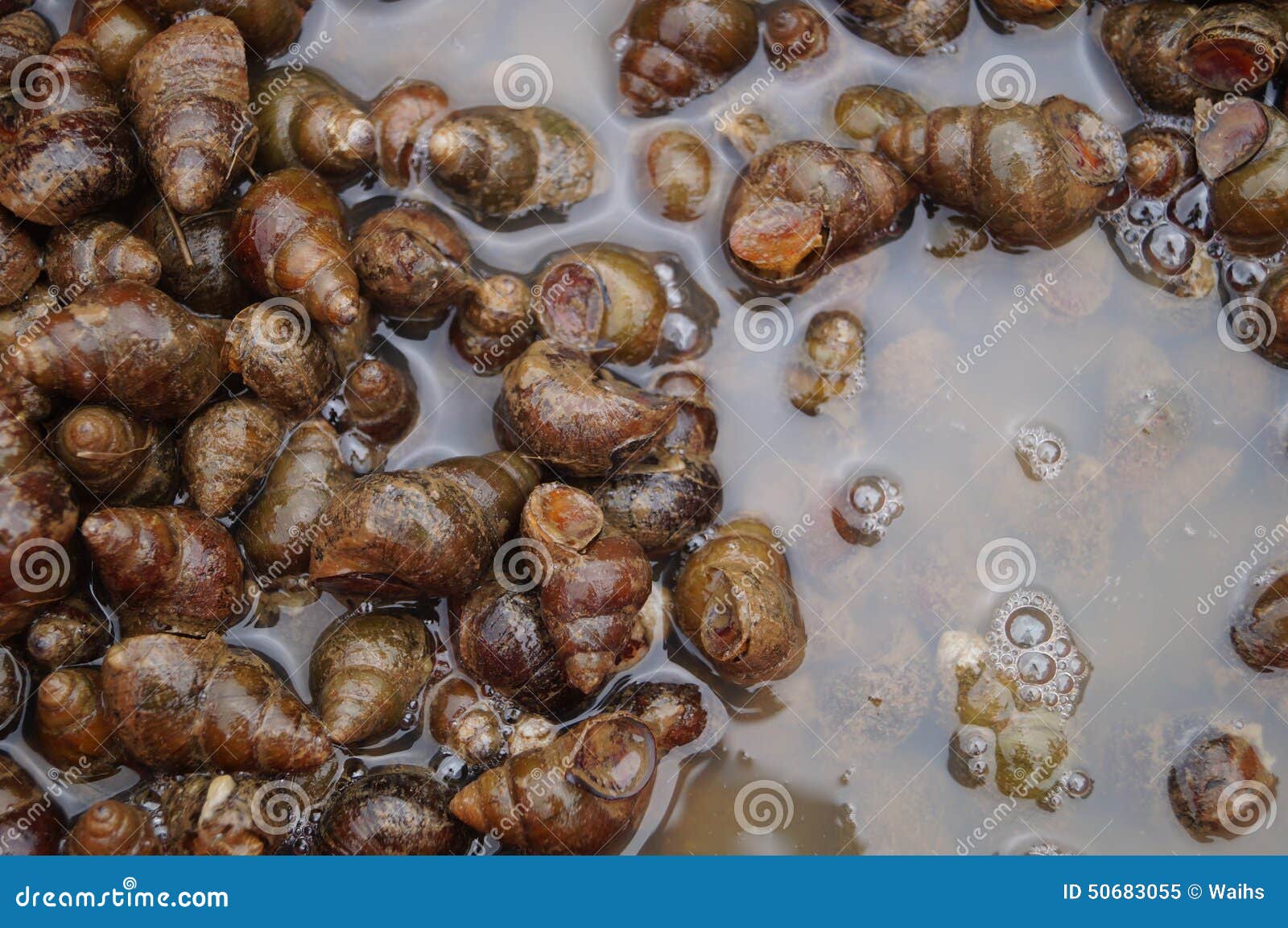 Conch stock image. Image of market, life, food, objects - 50683055