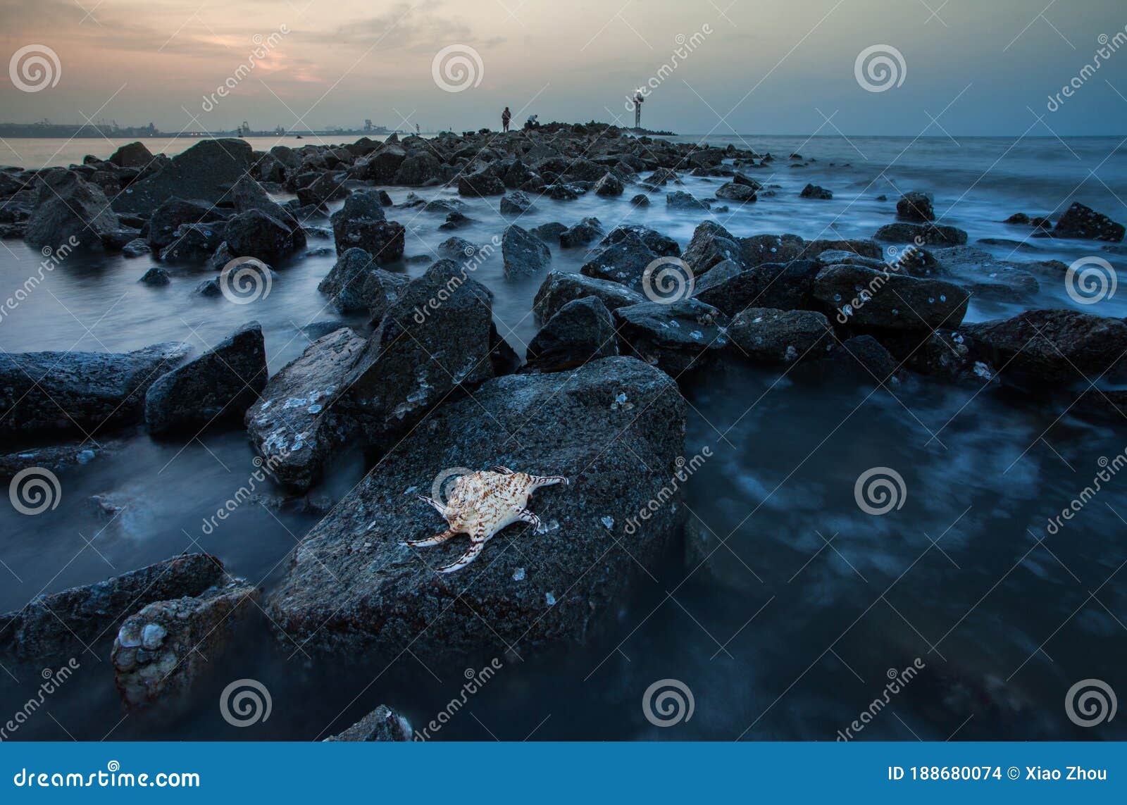 Shell on coast stock photo. Image of latin, banded, american - 188680074