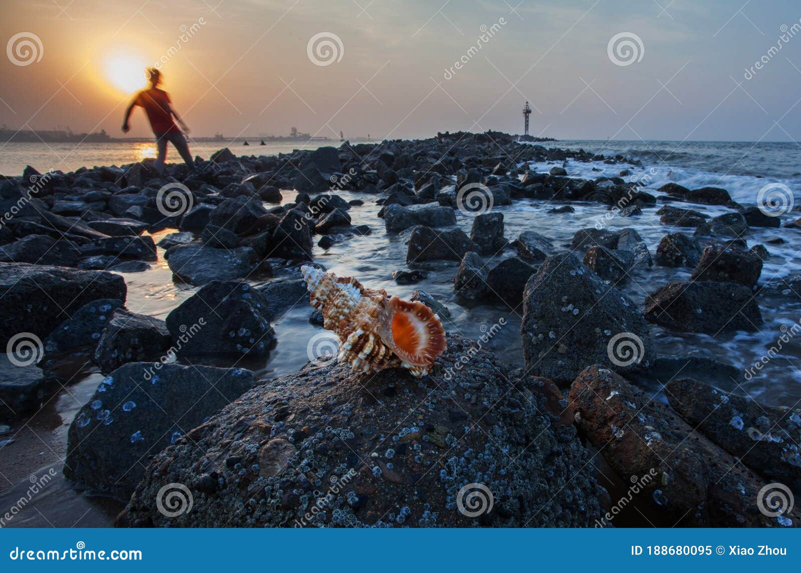 Shell on coast stock image. Image of malea, common, conus - 188680095