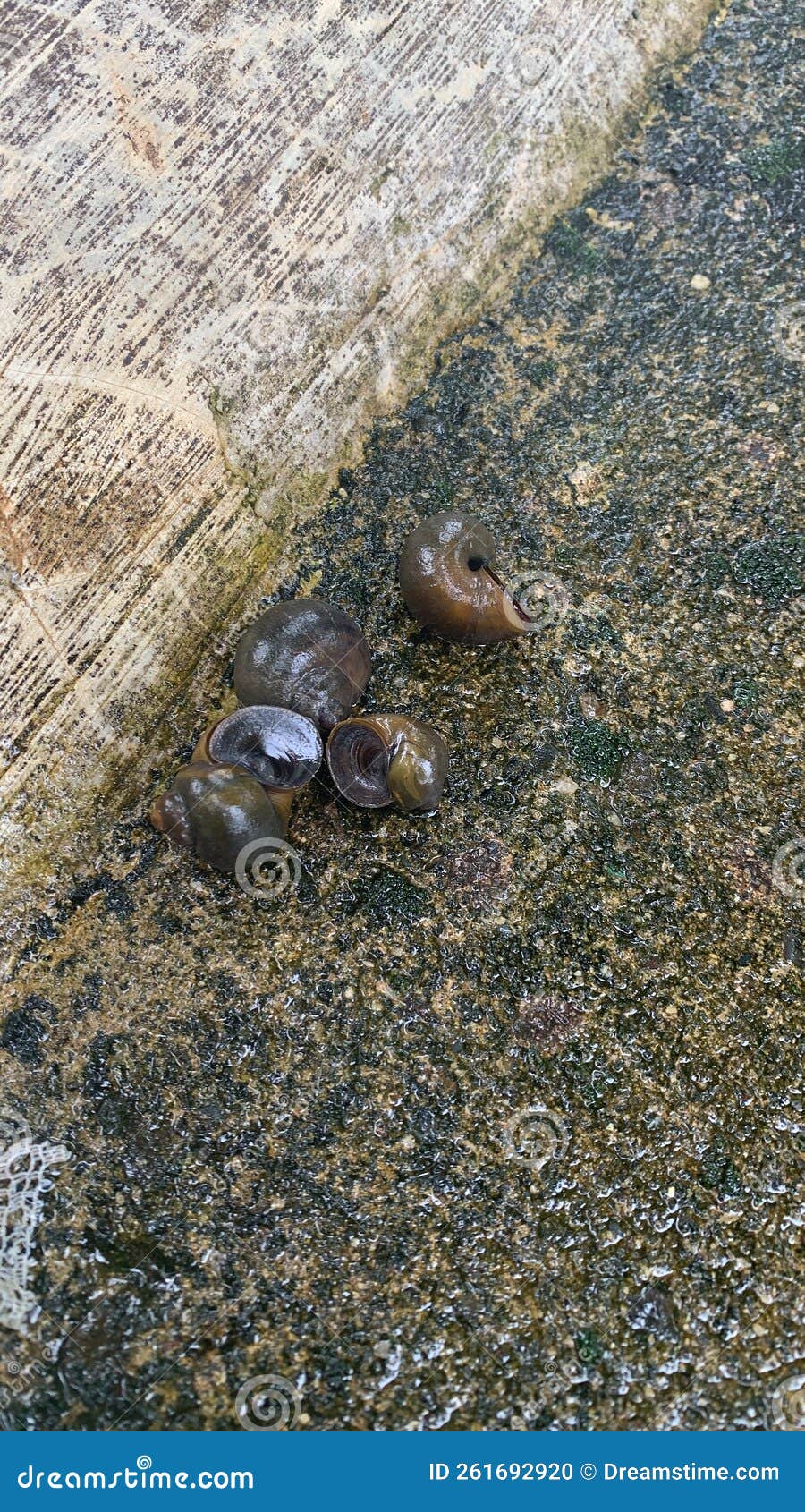 Conch stock photo. Image of protein, feeding, conchs - 261692920