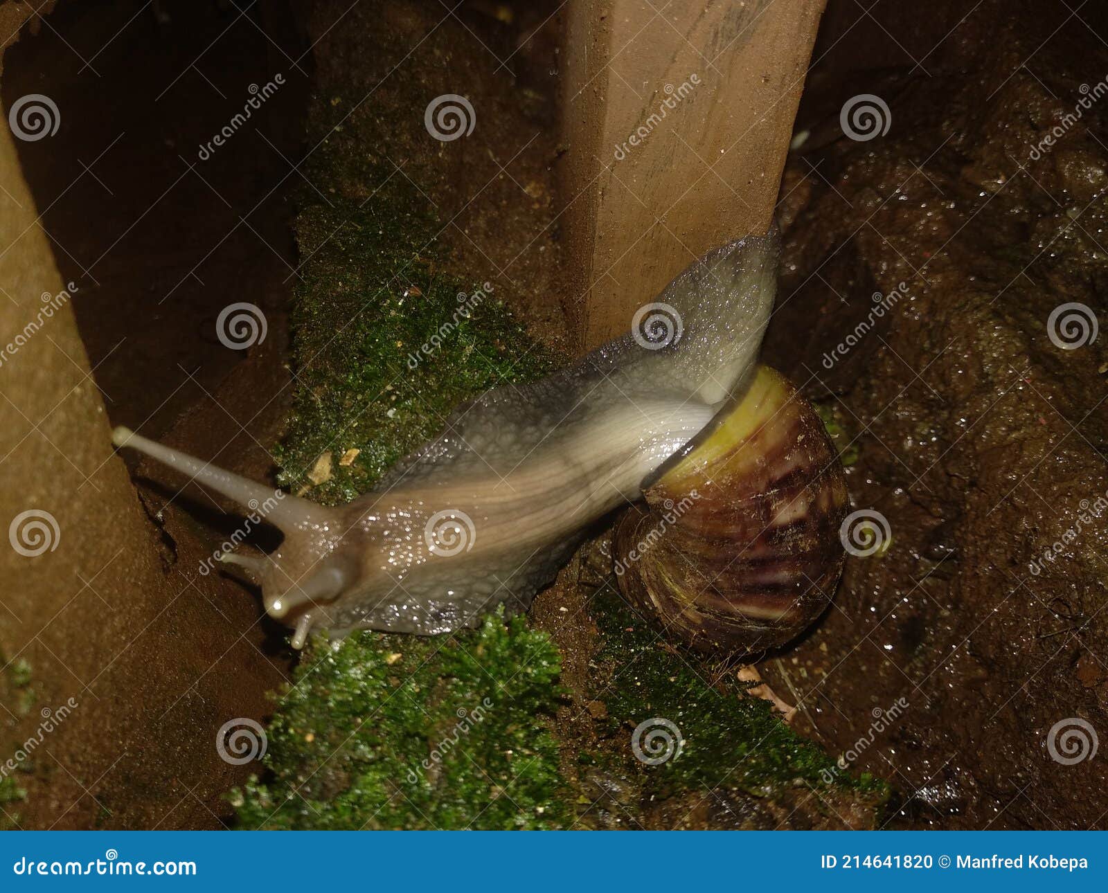 This Conch Continues To Walk with the Role he Walks Stock Photo - Image ...