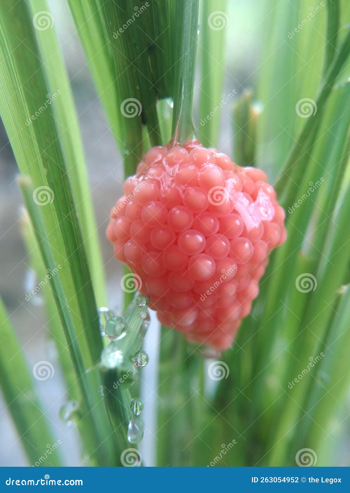 Conch Eggs on the Ground in Natural Summer Stock Photo - Image of petal ...