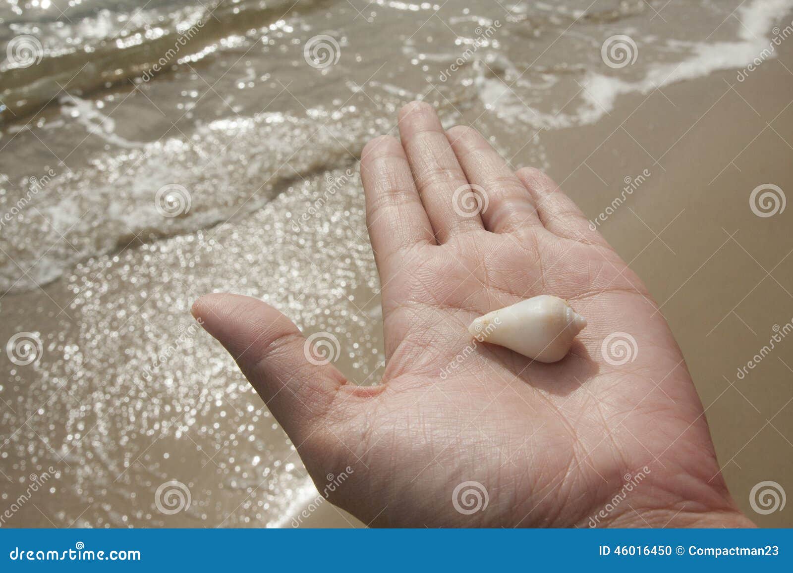 Conch on hand stock photo. Image of mold, desert, beach - 46016450