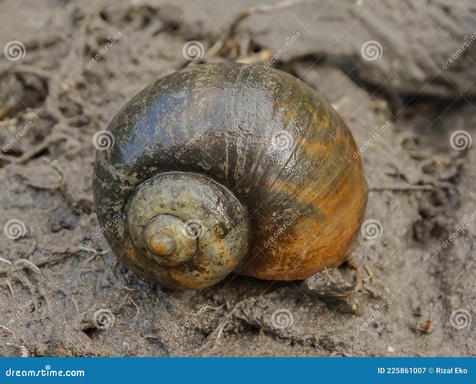 Conch hiding in a shell stock image. Image of insect - 225861007