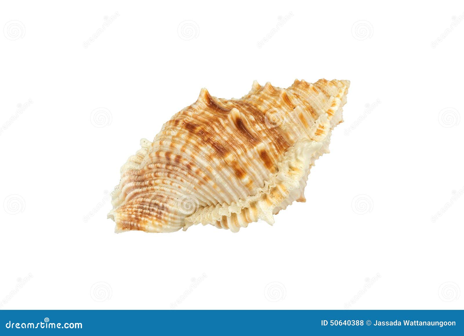 Conch Isolated on White Background Stock Photo - Image of shell ...