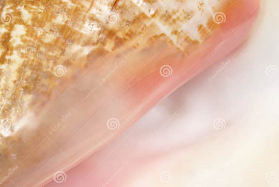 Conch Macro Background stock image. Image of empty, shell - 20130309