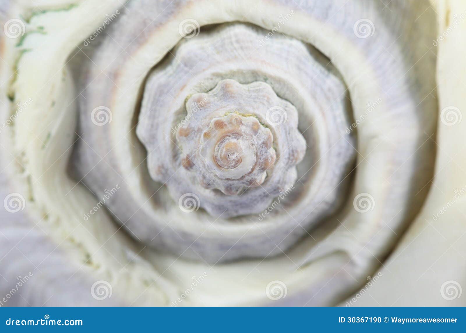 Conch stock photo. Image of circular, exoskeleton, curvy - 30367190