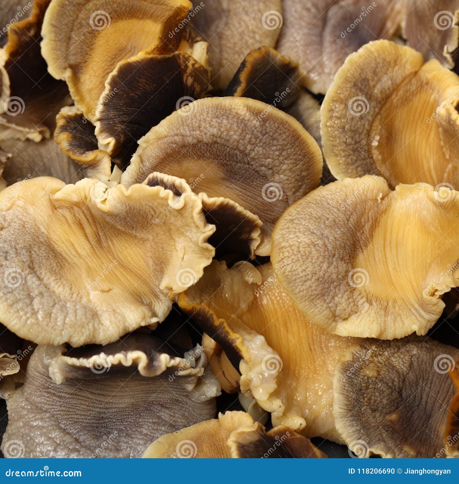 Conch meat stock photo. Image of horizontal, board, shell - 118206690