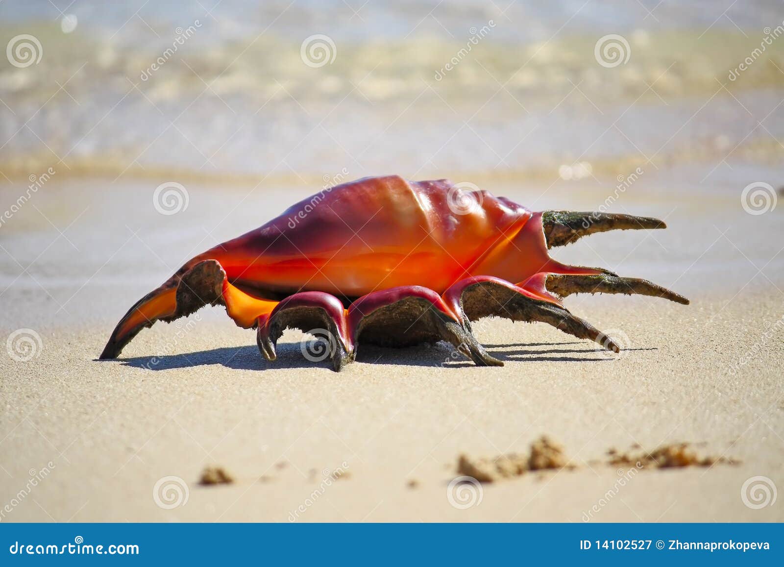 Conch on sand stock image. Image of sand, egypt, fauna - 14102527