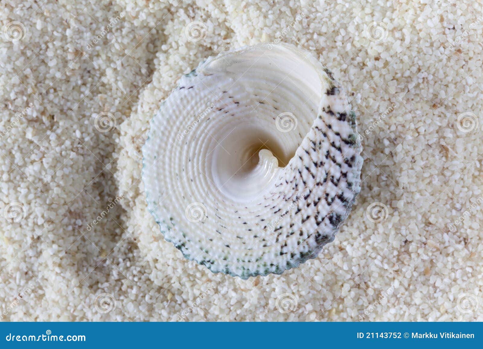 Conch on Sand stock photo. Image of macro, sand, close - 21143752