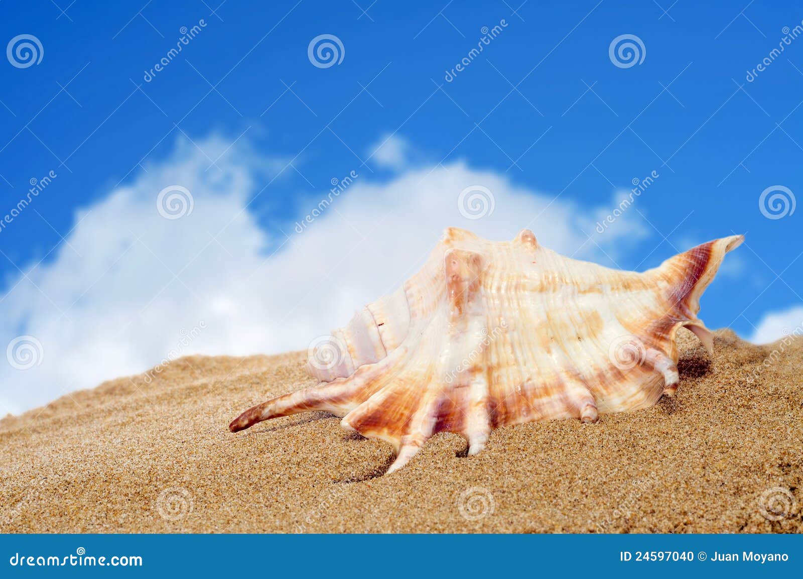 Conch on the sand stock photo. Image of colorful, nature - 24597040