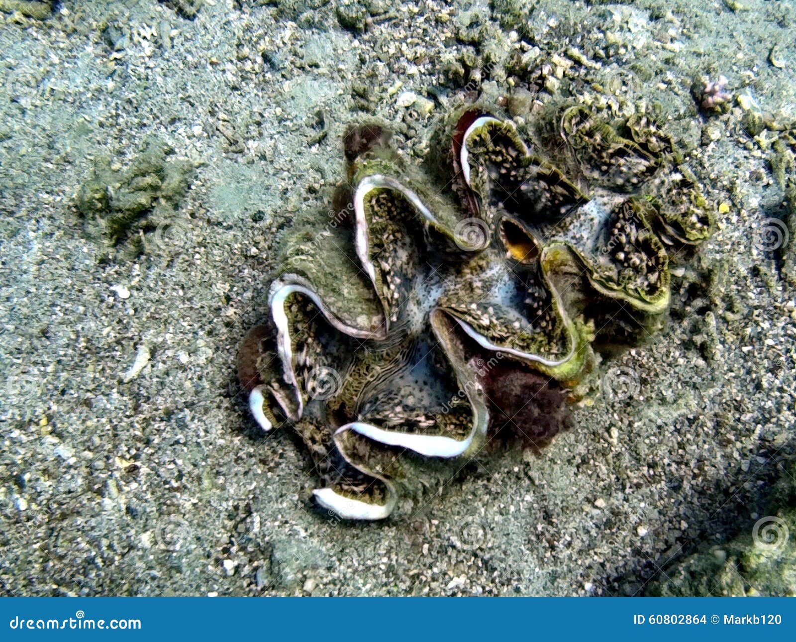 Conch stock photo. Image of scuba, backwash, bottom, mollusk - 60802864