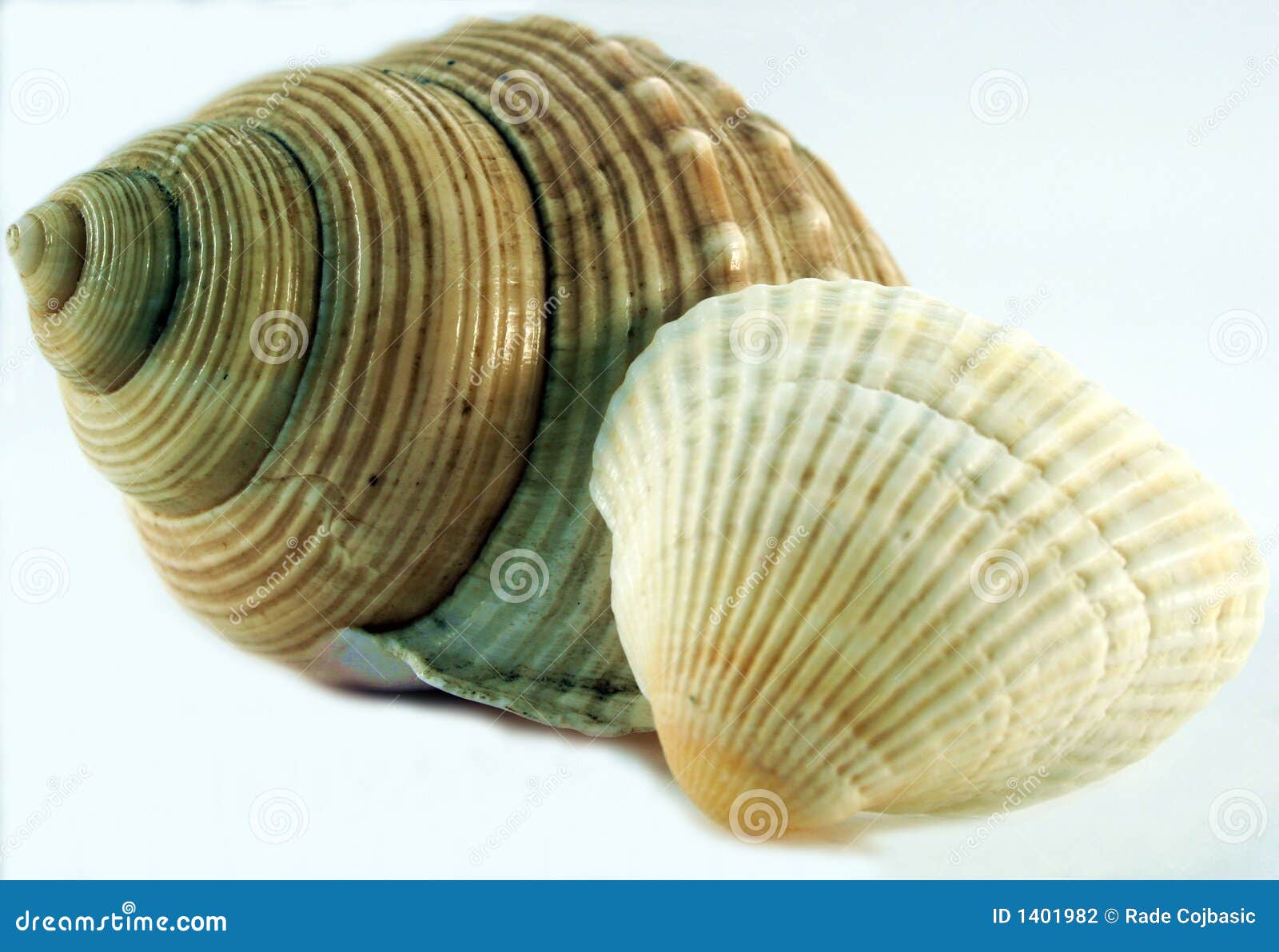 Conch of sea shell stock photo. Image of ocean, mediteran - 1401982