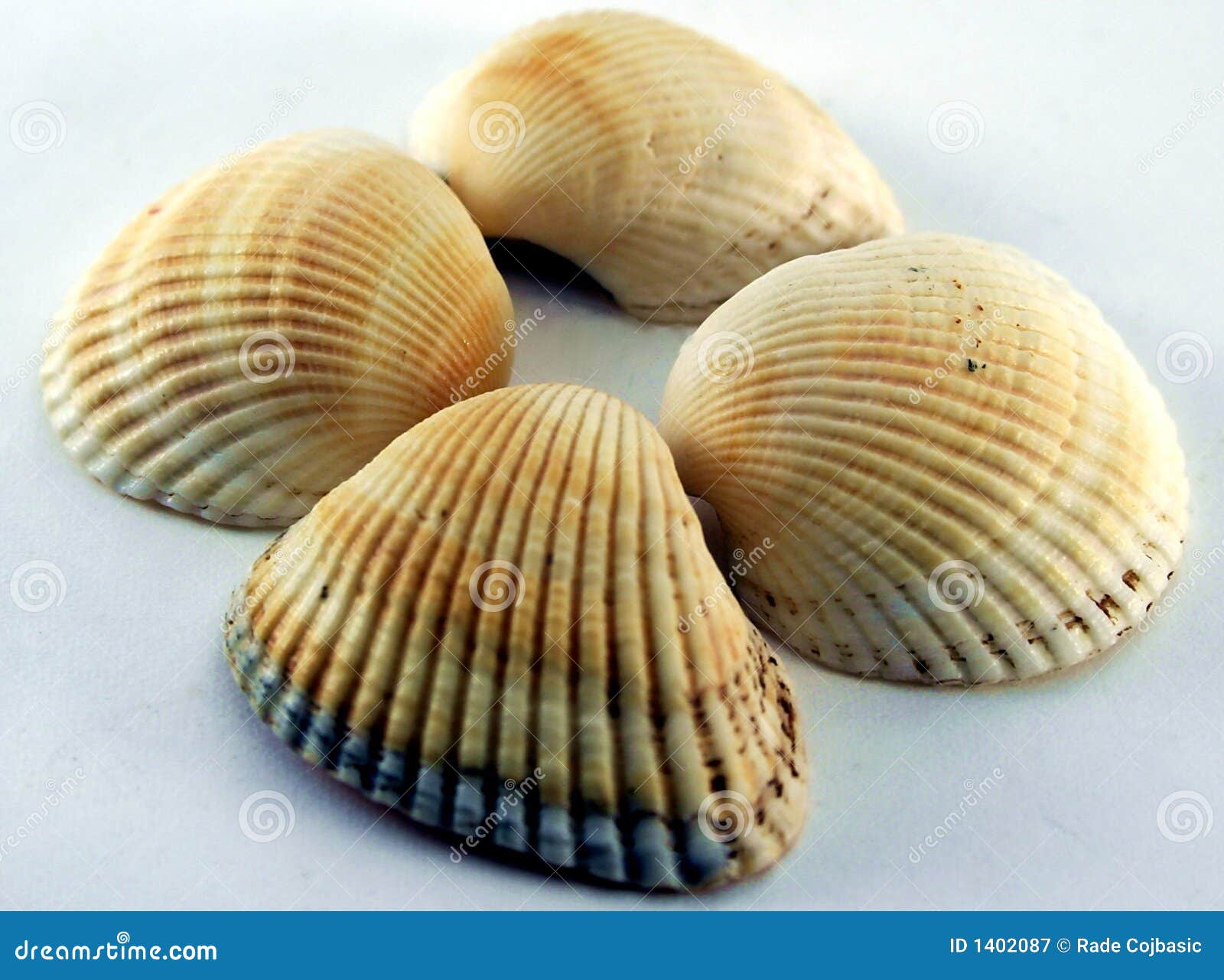Conch of sea shell stock image. Image of veneroida, molluscs - 1402087