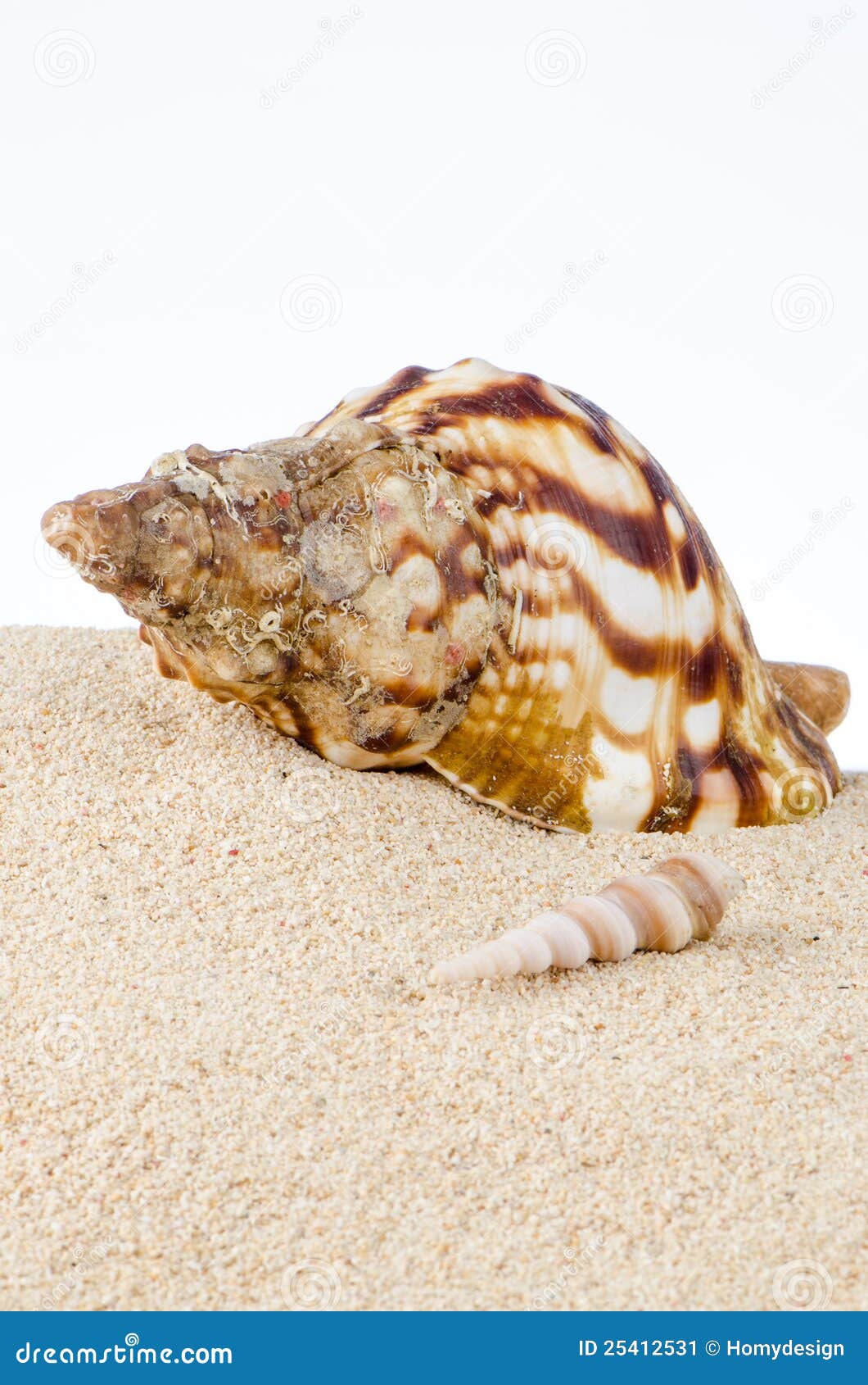 Conch sea shell stock image. Image of design, white, nautilus - 25412531
