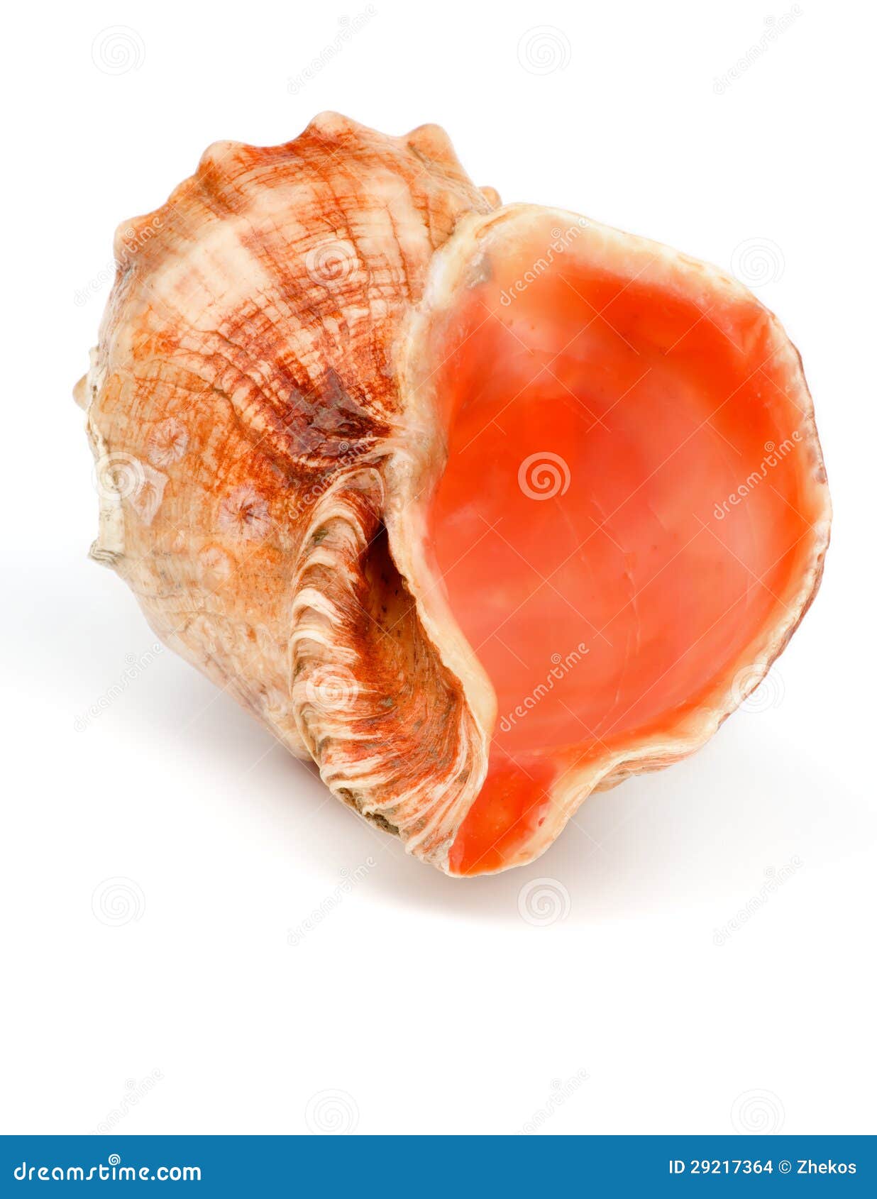 Conch Sea Shell stock photo. Image of mollusk, life, background - 29217364