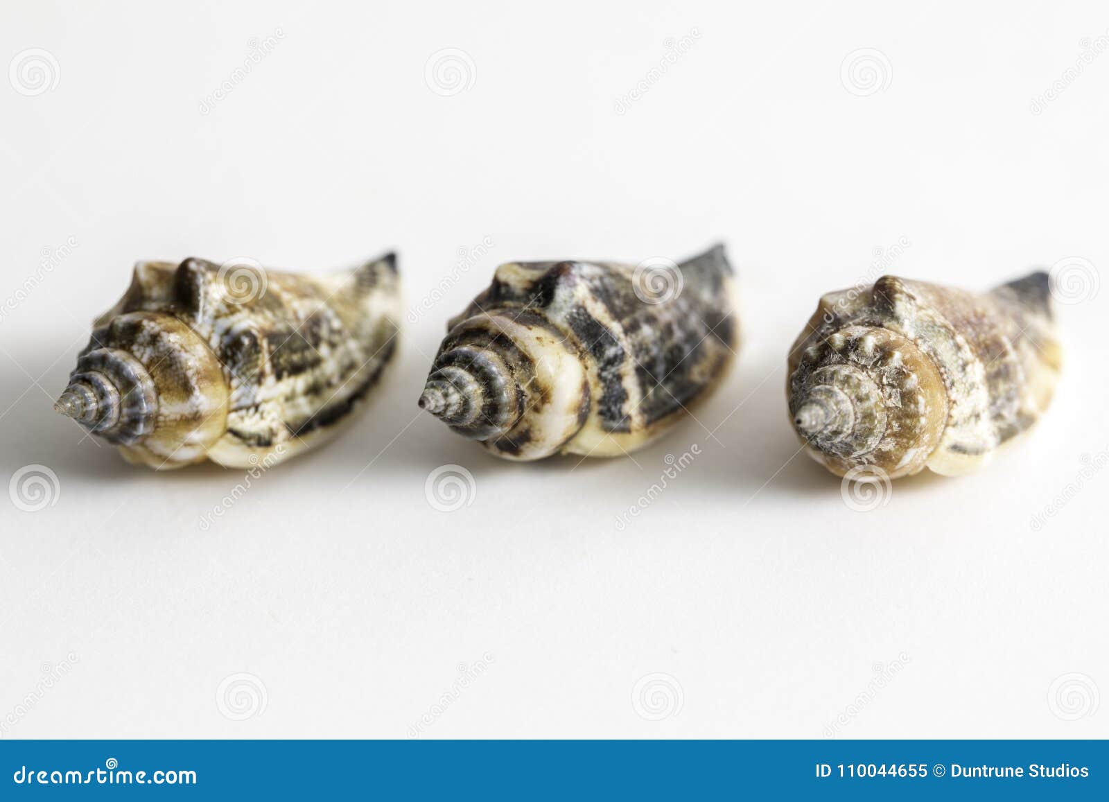 Conch Sea Shell stock image. Image of macro, collectors - 110044655
