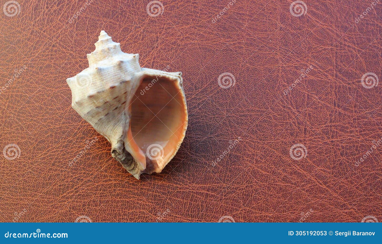 Conch Sea Shell with Pearlescent Surface of Inner Side on Leather ...