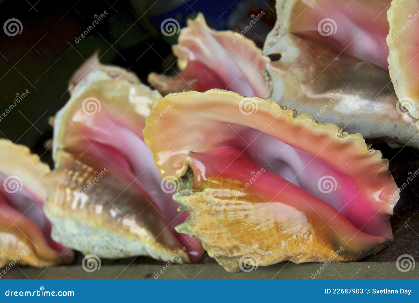 Conch sea shells lined up stock image. Image of close - 22687903