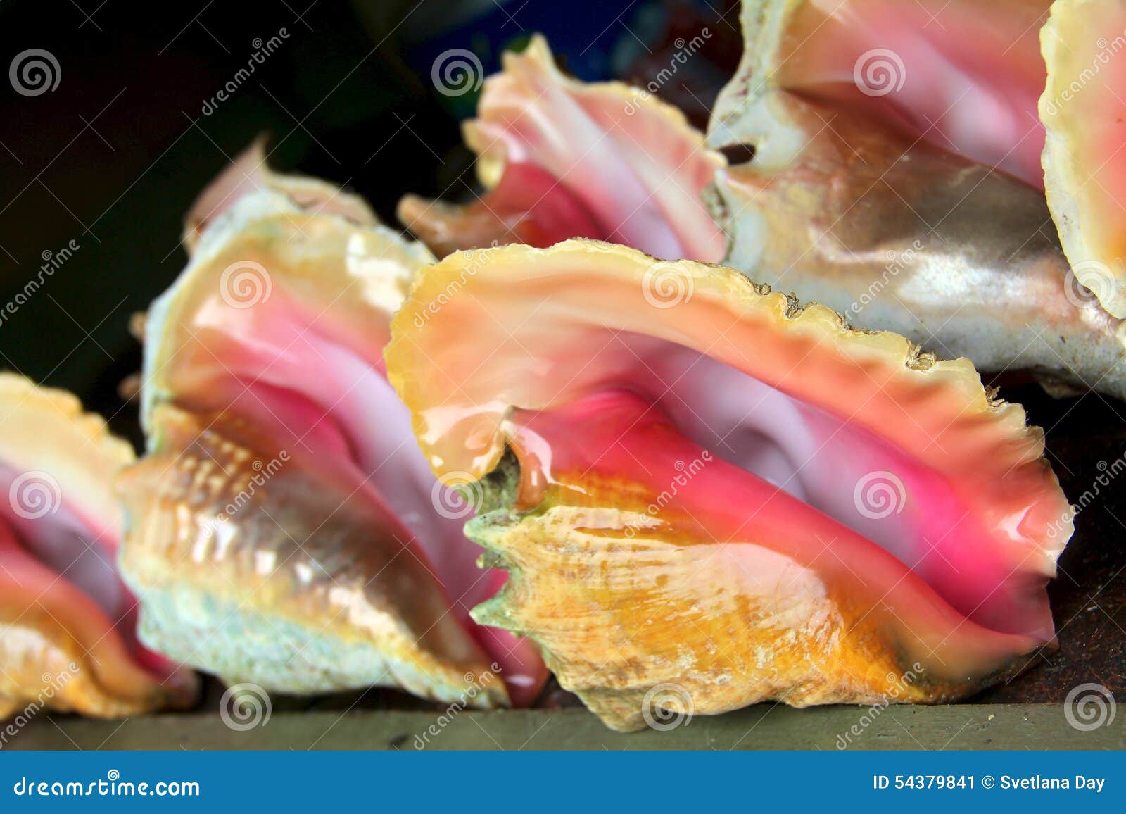 Conch sea shells lined up stock image. Image of aquatic - 54379841