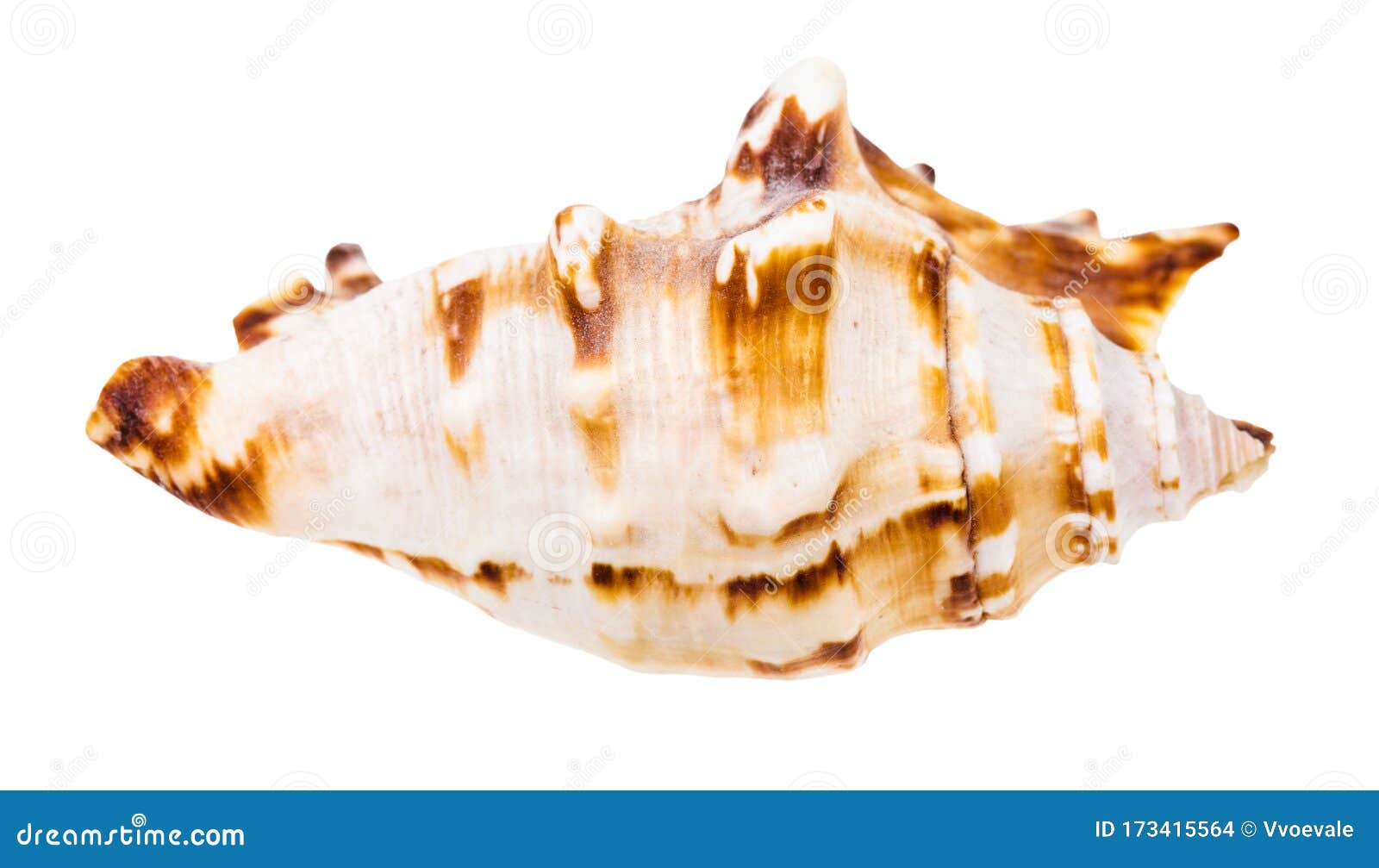 Conch of Sea Snail Isolated on White Stock Photo - Image of muricidae ...