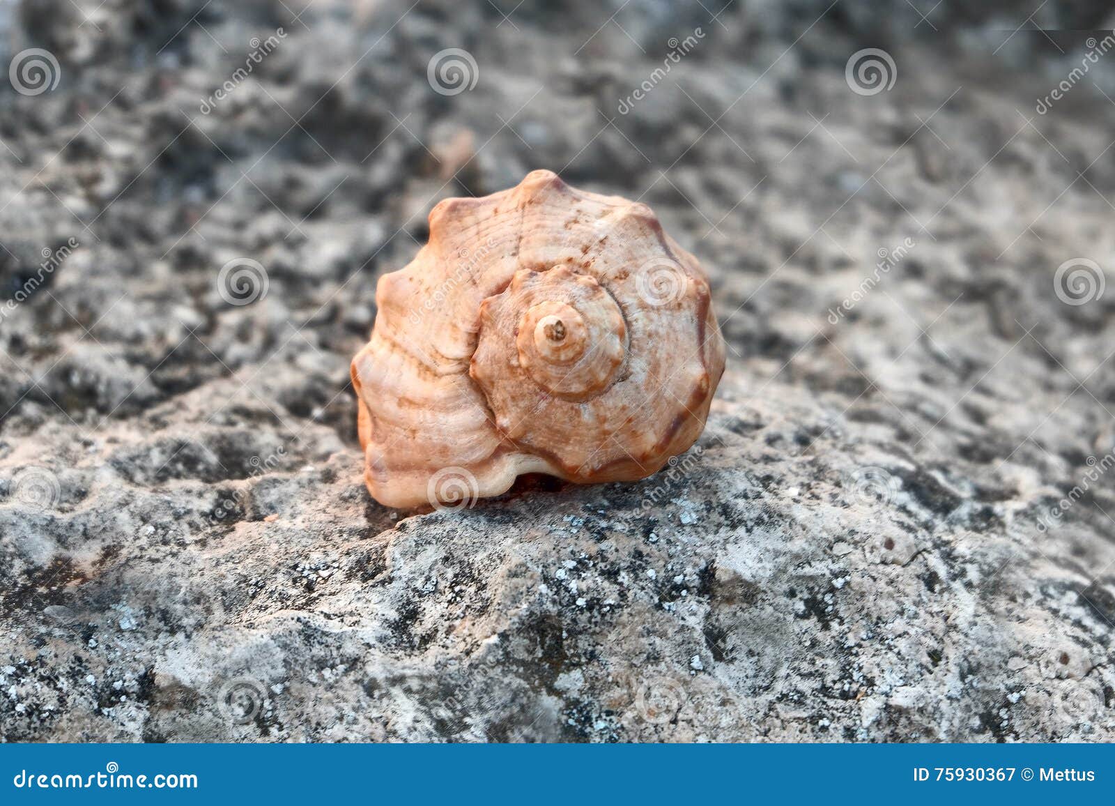 Conch of Sea Snail on a Rock Somewhere the Coast Front View Shallow ...