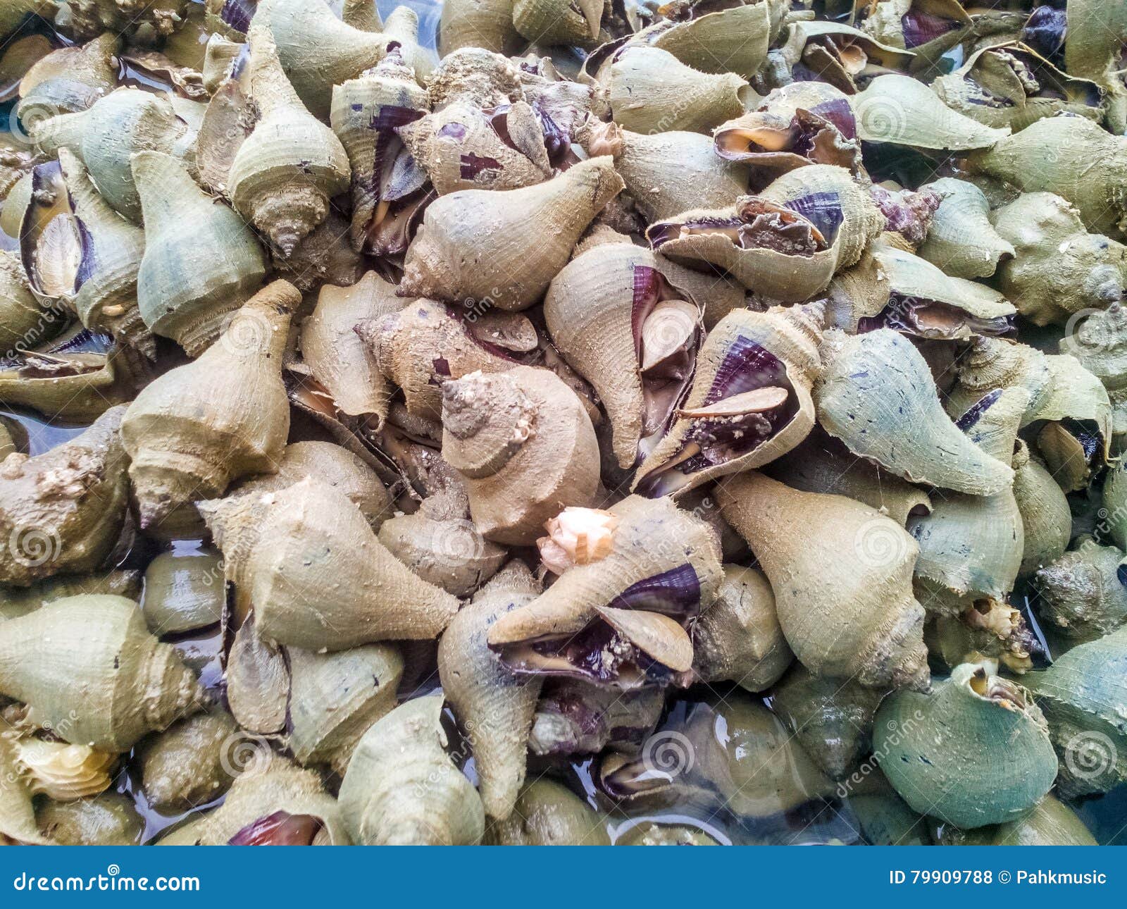 Conch sea snail stock photo. Image of gastropod, marine - 79909788