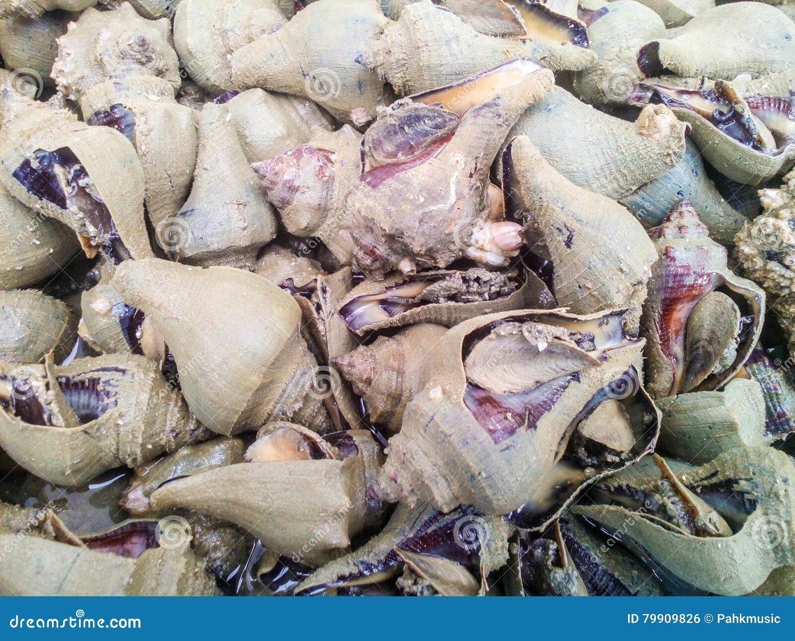 Conch sea snail stock photo. Image of central, animal - 79909826