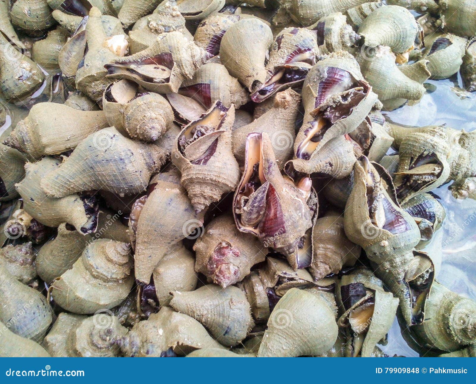 Conch sea snail stock photo. Image of shell, melongena - 79909848