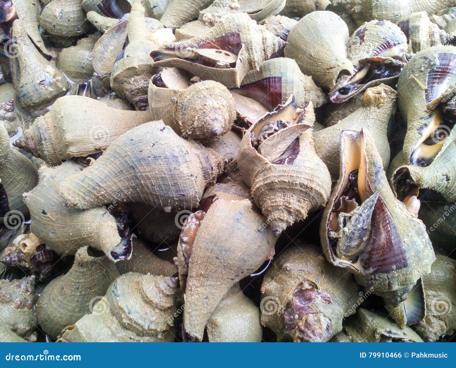 Conch sea snail stock photo. Image of tropics, live, asia - 79910466