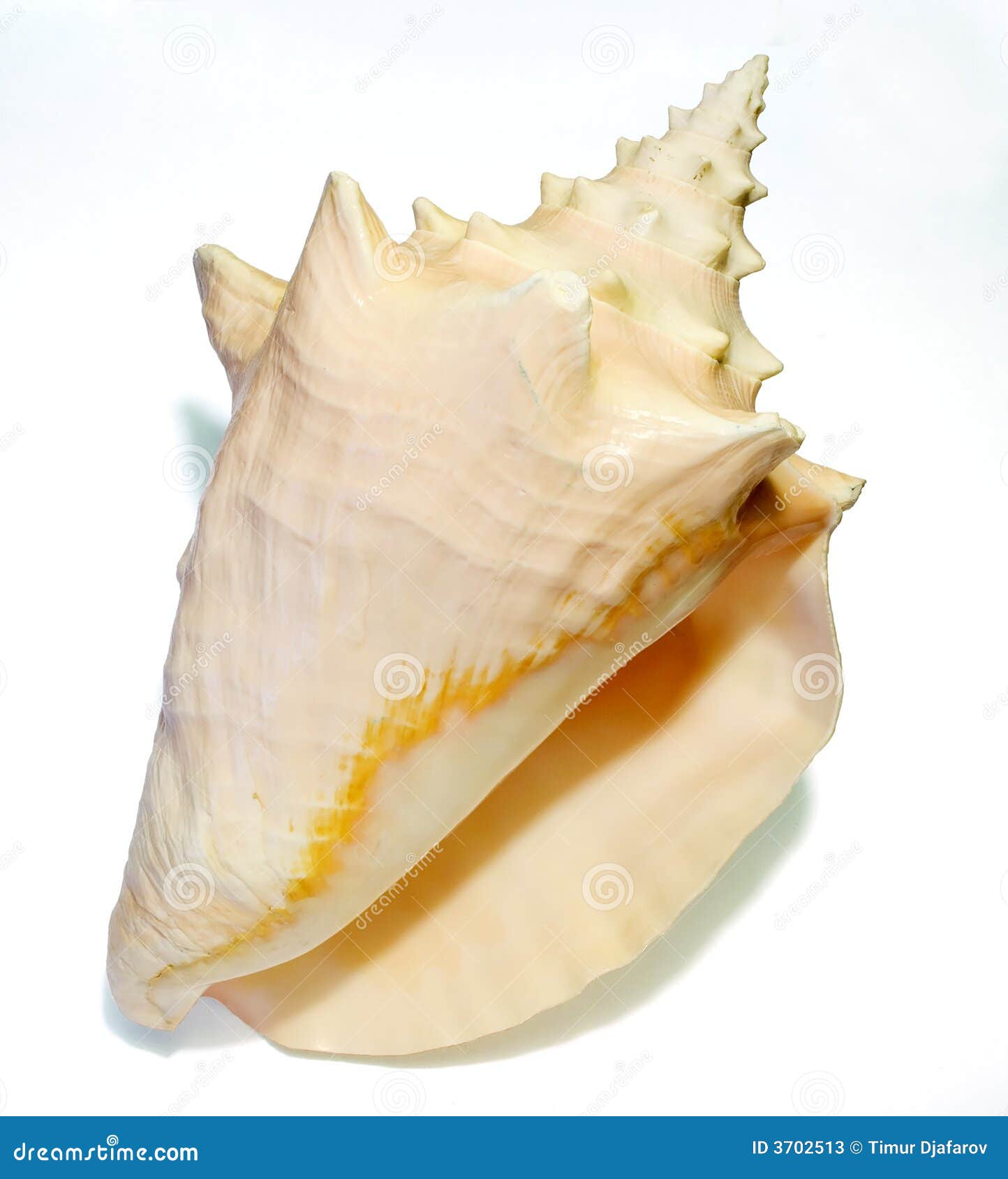 Conch Seashell 1 stock image. Image of yellow, split, single - 3702513