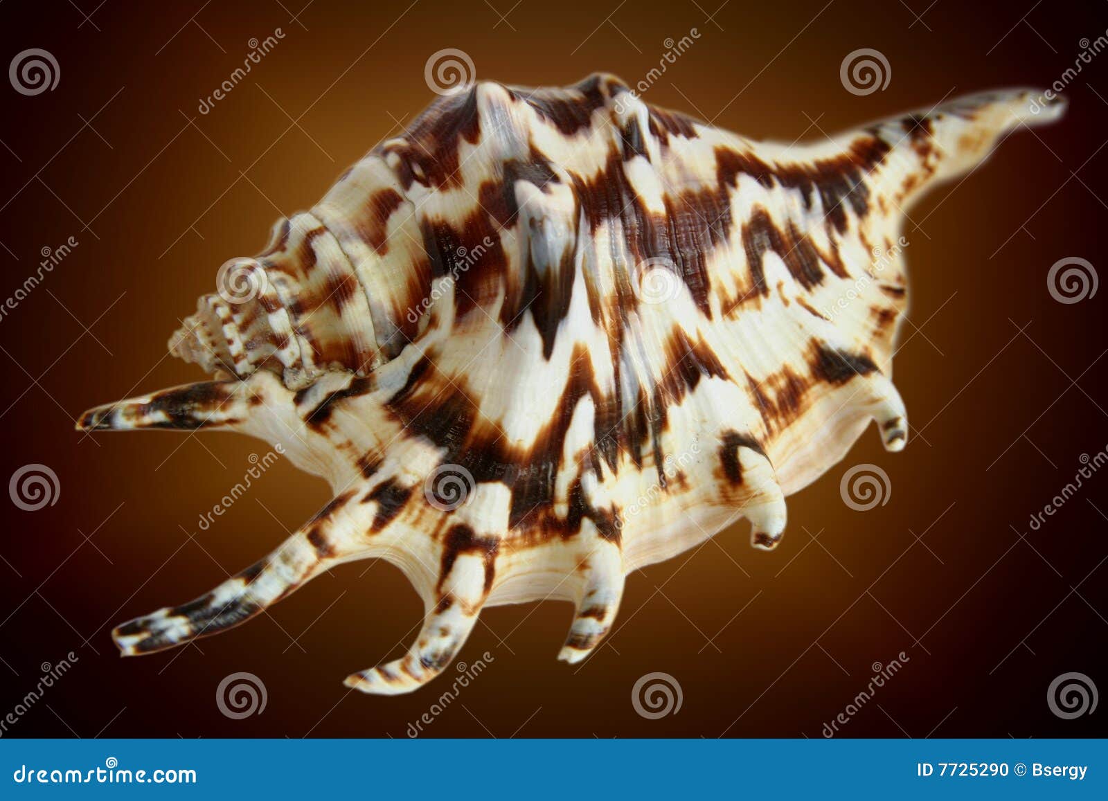 Conch seashell on brown stock photo. Image of large, ocean - 7725290